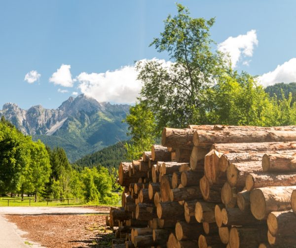 The Importance of Responsible Forest Management with FSC Standard ...